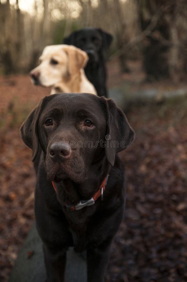 Labrador stock image. Image of park, labrador, yellow - 49379821