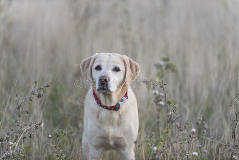 Labrador stock photo. Image of labrador, senior, field - 79573434