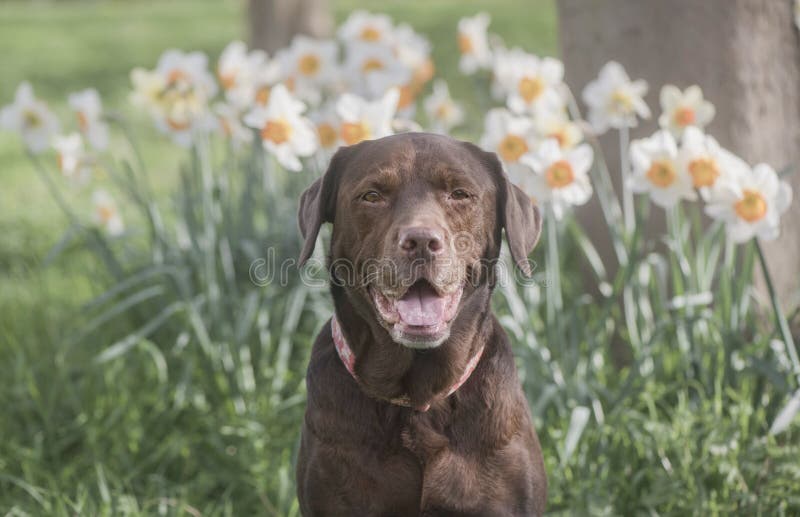 Labrador in spring nature stock photo. Image of bloom - 115743250