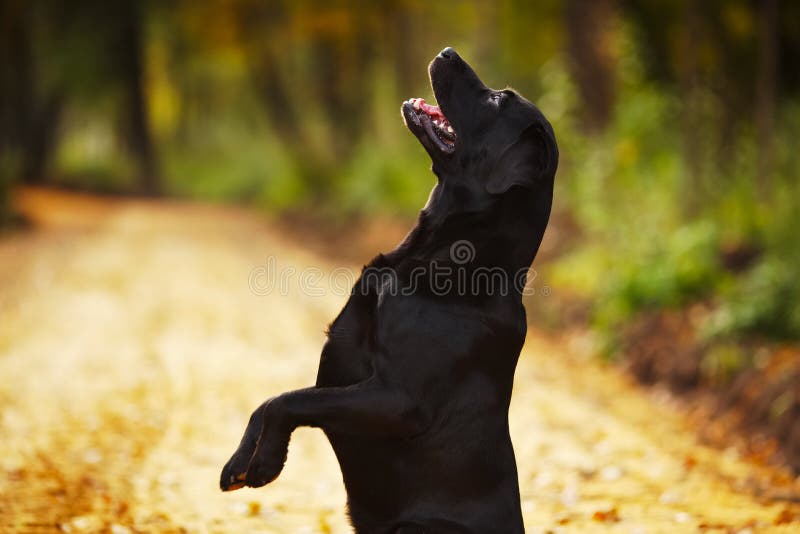Labrador Does Stand on Its Hind Legs Stock Image - Image of guard ...