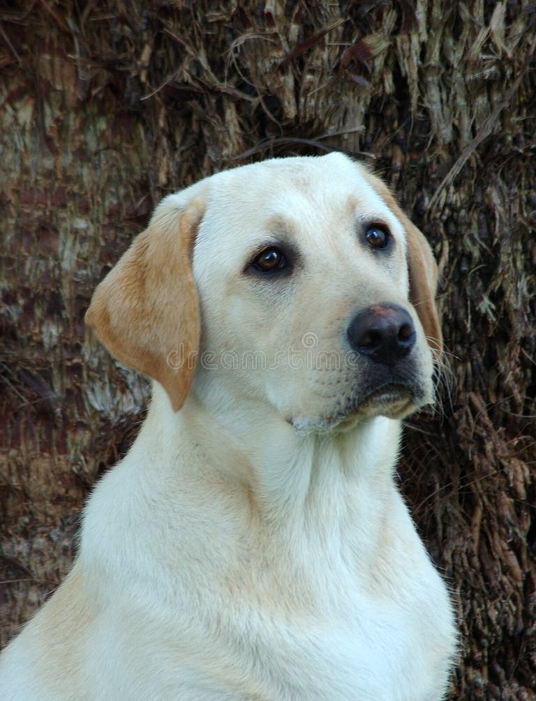 16,099 Labrador Head Portrait Stock Photos - Free & Royalty-Free Stock ...
