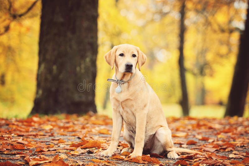 Autumn Labrador Portrait stock photo. Image of hound, calm - 382426