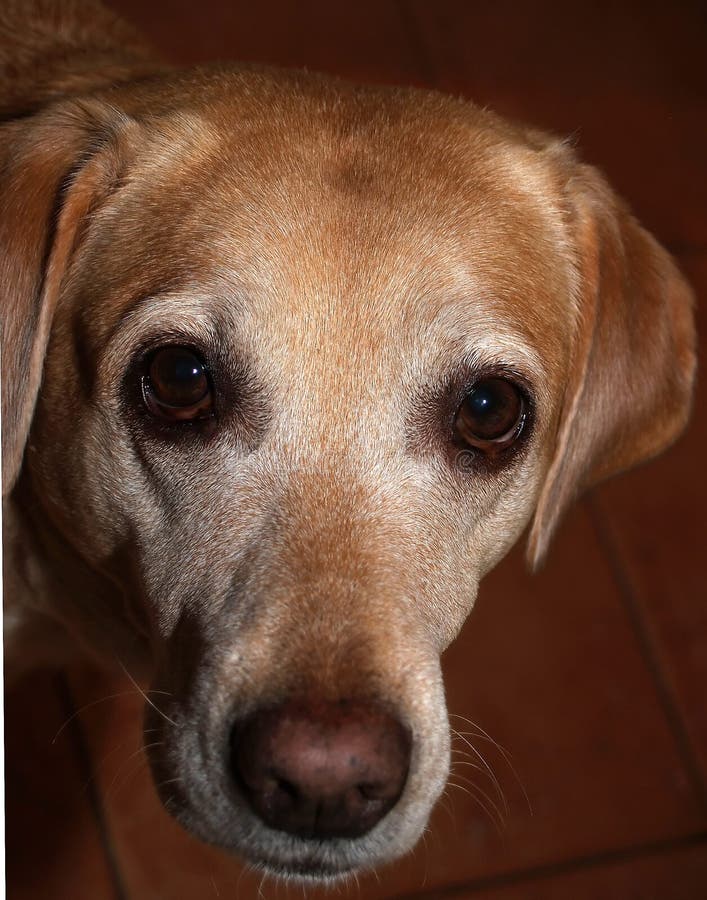 Soulful Dog Eyes stock photo. Image of expression, eyes - 67544