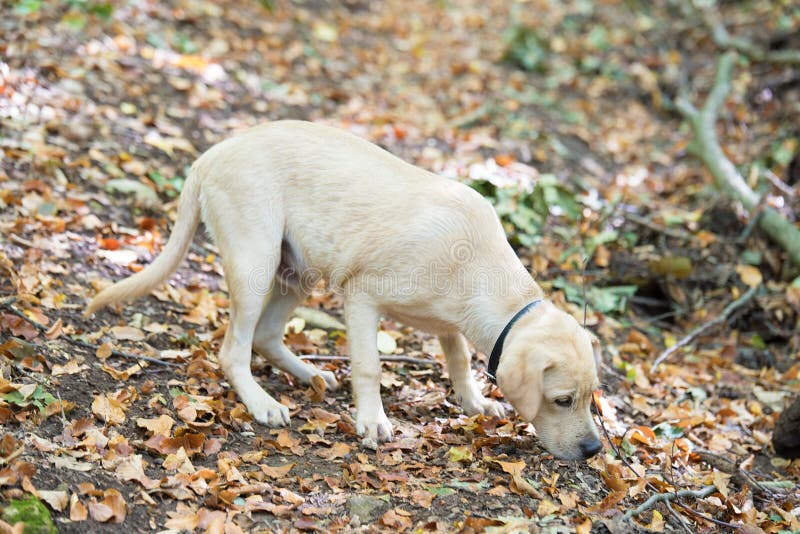Labrador Dog in the Autumn Nature Stock Image - Image of outside ...