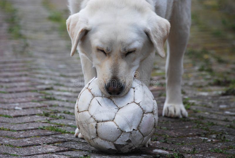Labrador dog with ball stock photo. Image of playful - 46625880