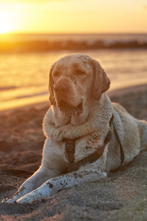 Labrador dog in beach sand stock image. Image of relaxing - 83584563