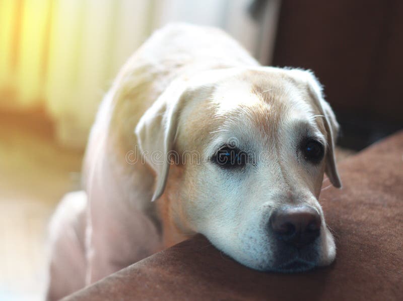 Labrador Dog Begging Close Up Portrait Stock Photo - Image of hunger ...