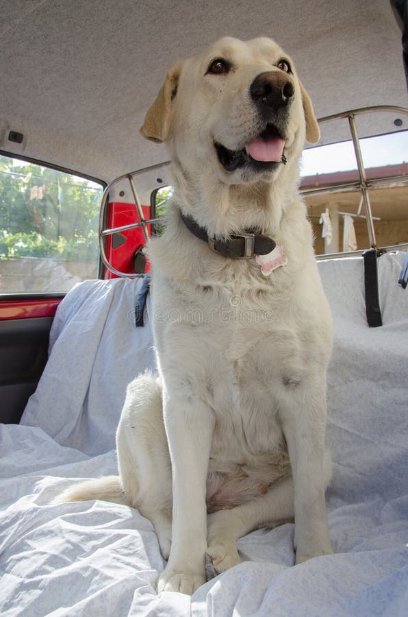 Labrador dog in car stock photo. Image of puppy, green - 49208836
