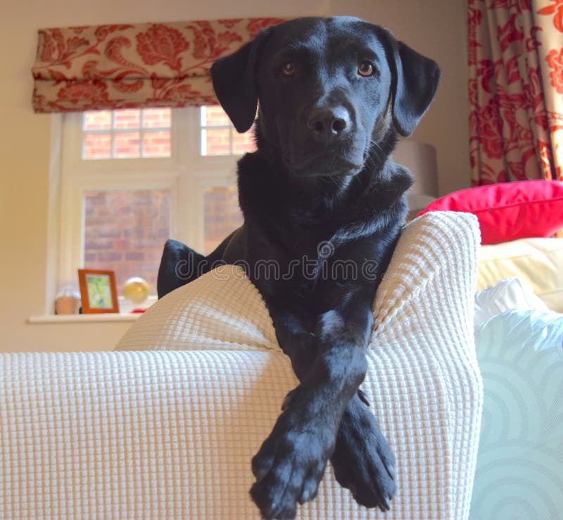 484 Crossed Paws Stock Photos - Free & Royalty-Free Stock Photos from ...