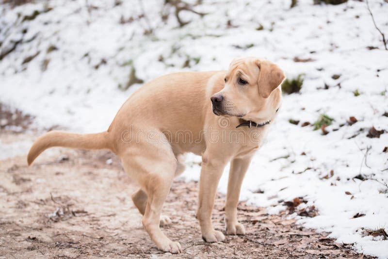 Labrador Dog Defecating in the Park Stock Image - Image of animal ...