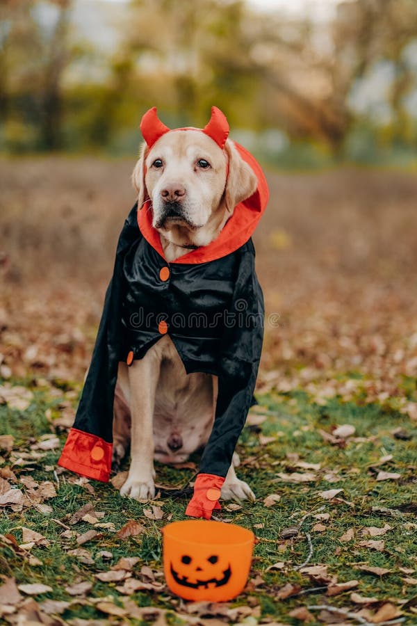 Labrador Dog Dressed in a Costume for the Celebration of Halloween. a ...