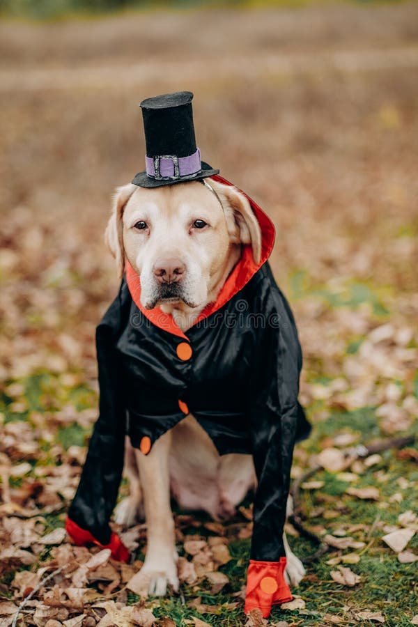 Labrador Dog Dressed in a Costume for the Celebration of Halloween. a ...