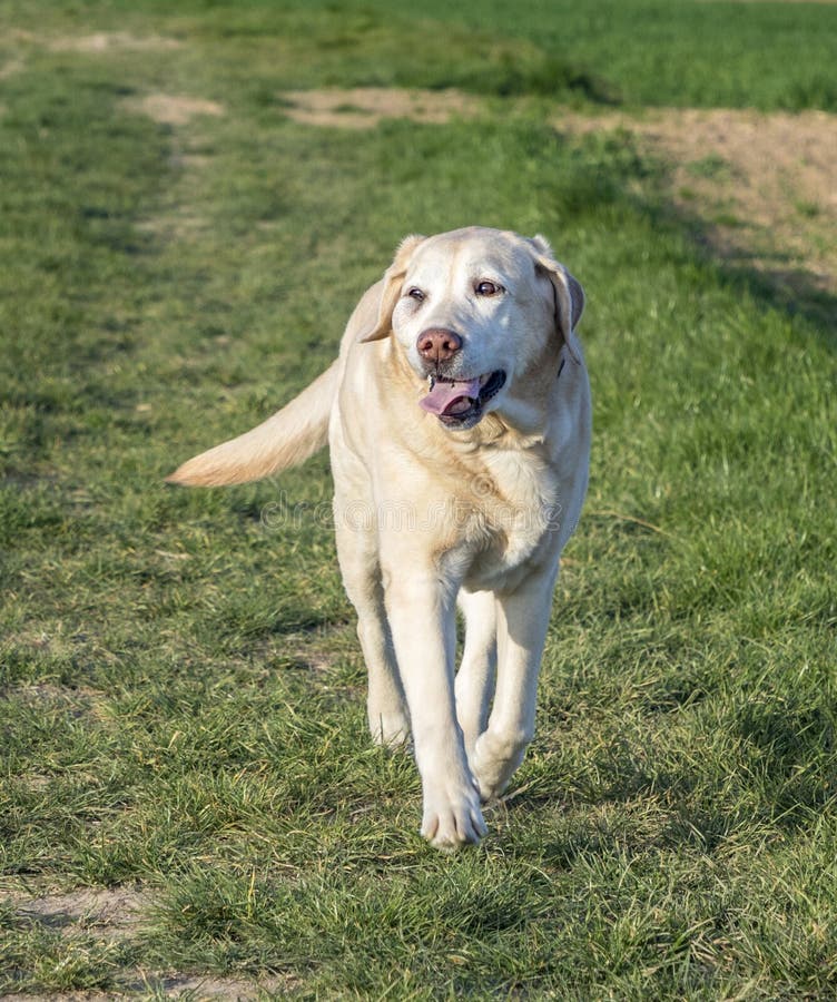 Labrador Dog Enjoys Strolling in the Field Stock Image - Image of grass ...
