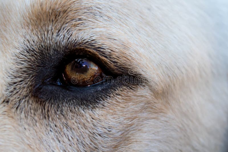 Dog eye stock photo. Image of labrador, doggy, eyes - 117296520