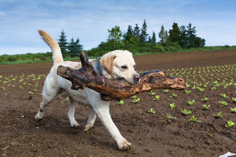 Labrador stock image. Image of hunting, looking, cream - 45384577