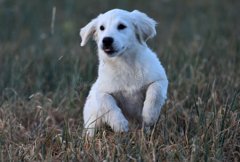 Labrador dog in the field stock photo. Image of black - 144413948