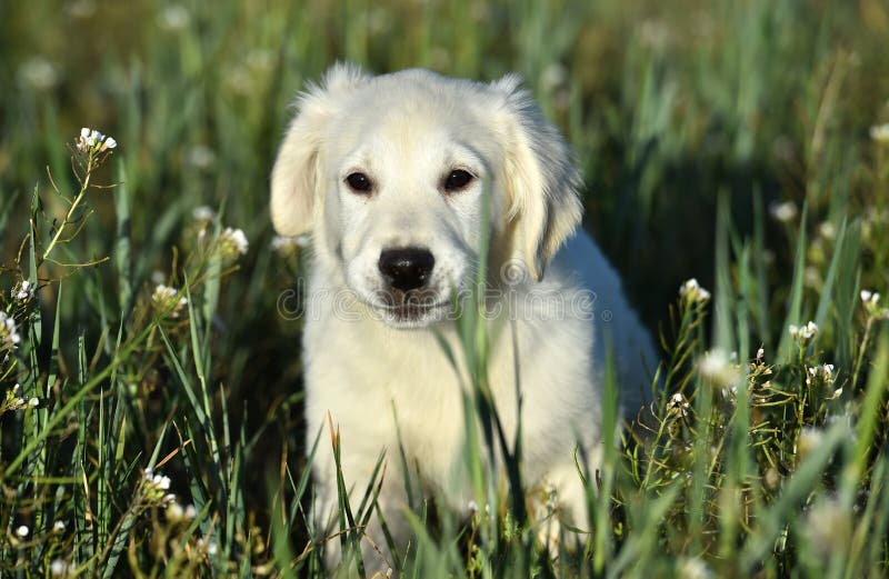Labrador dog in the field stock image. Image of little - 144413961