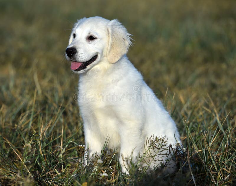 Labrador dog in the field stock photo. Image of face - 144414166