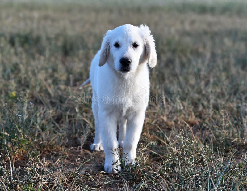 Labrador dog in the field stock photo. Image of looking - 144414216