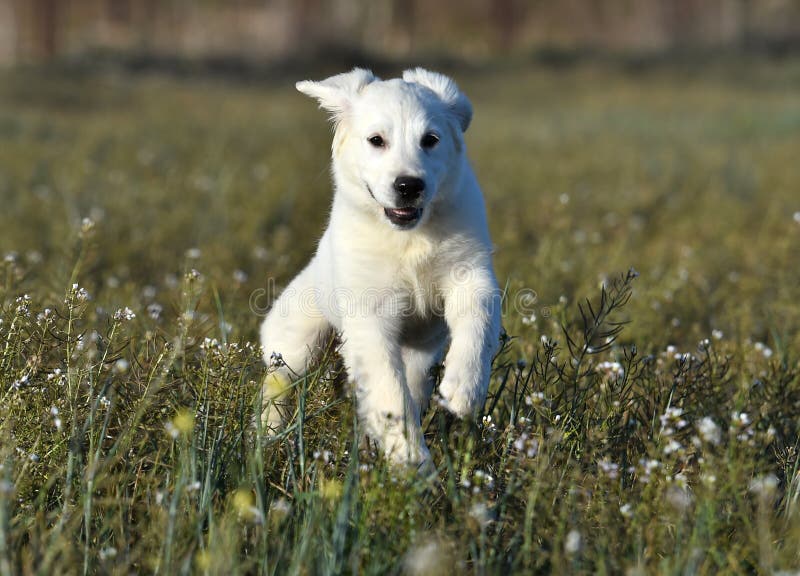 Labrador dog in the field stock photo. Image of outdoor - 144414442
