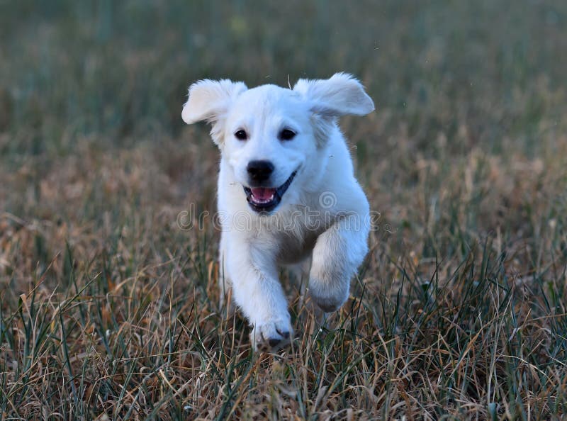Labrador dog in the field stock photo. Image of field - 144416138
