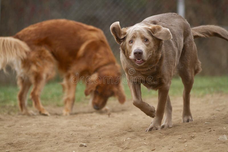 Labrador Dog with a Funny Face Walking through the Sand Stock Image ...