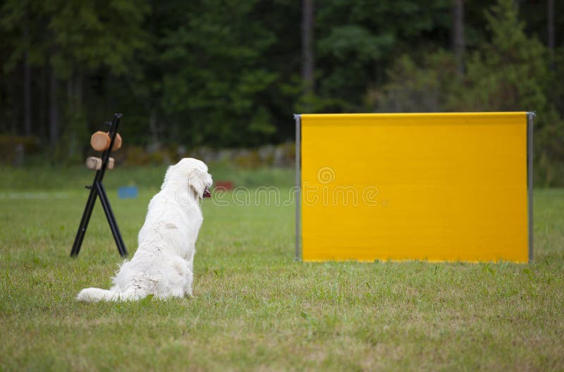 Labrador Dog Get Ready for Jump Stock Photo - Image of obstacle, sport ...