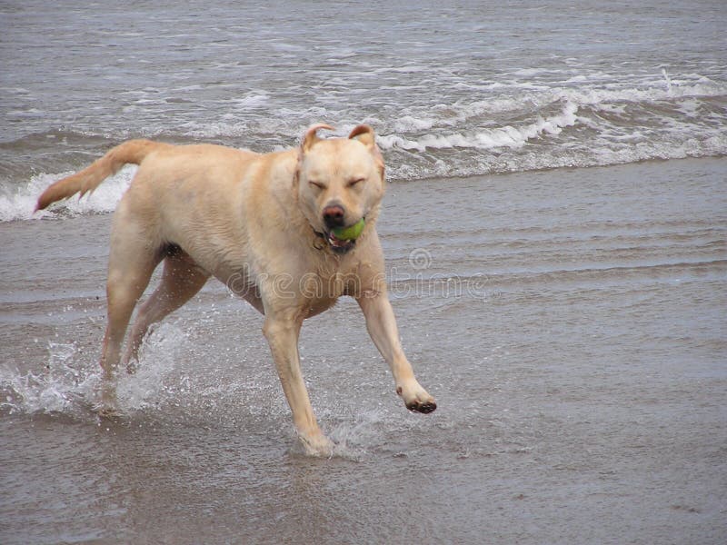 Labrador Dog Having Fun stock photo. Image of labrador - 5748848