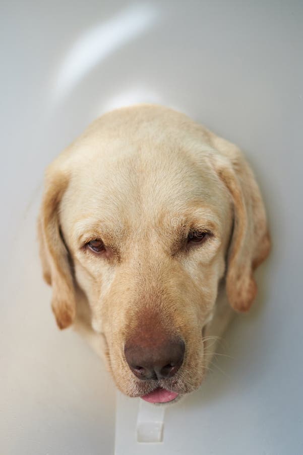 Labrador dog head stock image. Image of care, protective - 121303381