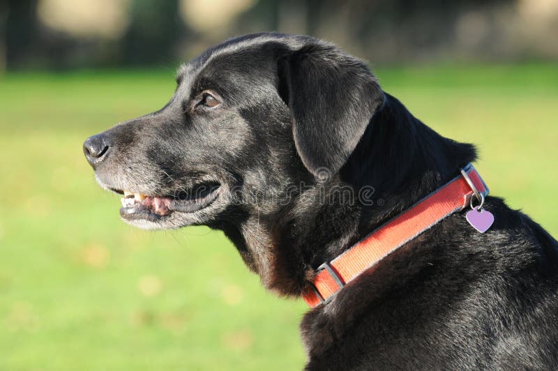 Labrador Dog stock image. Image of black, heart, labrador - 81387163