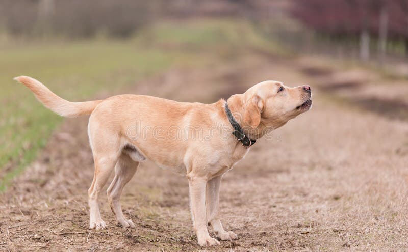 Labrador Dog Howling in the Dirth Road Stock Photo - Image of animal ...