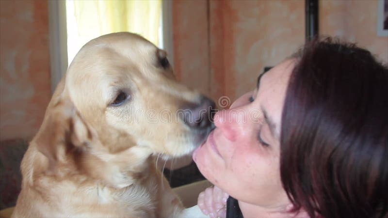 Favorite Dog Kisses Her Mistress Stock Footage - Video of husky, animal ...