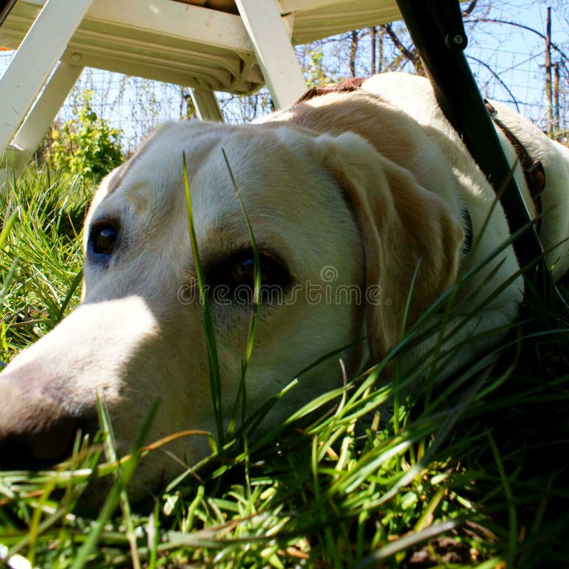 Labrador dog stock image. Image of happy, outdoor, summer - 131397351