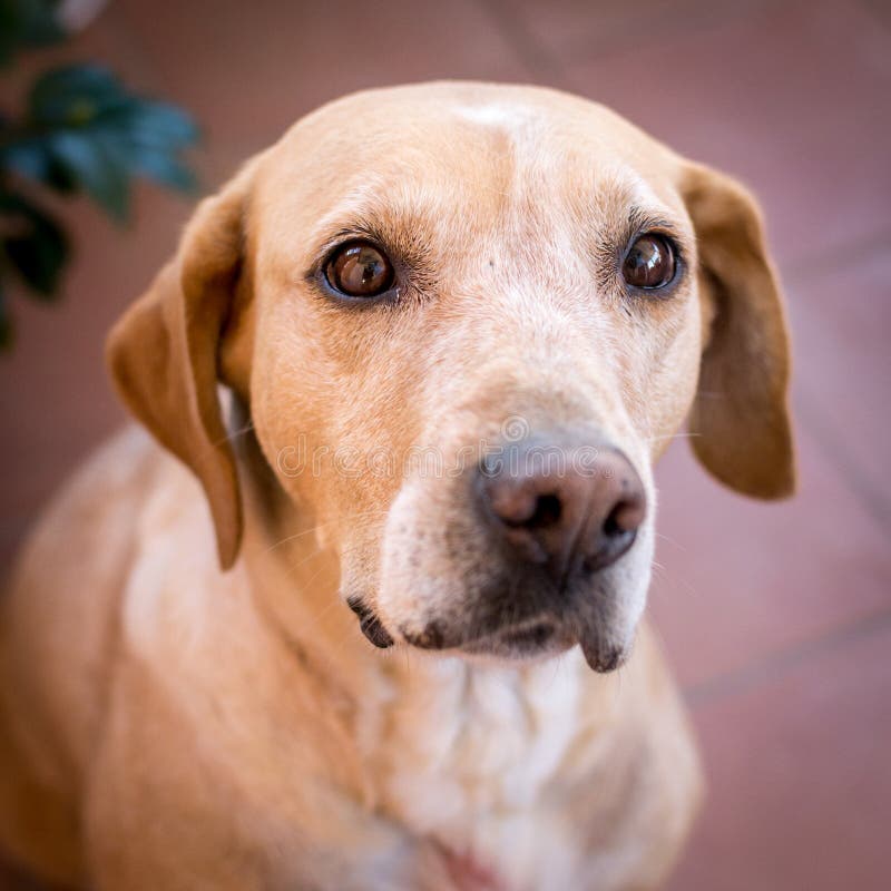 Are Labradors Dangerous