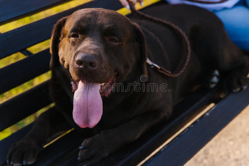 A Labrador Dog is Lying on a Bench in the Park. the Wool is Chocolate ...