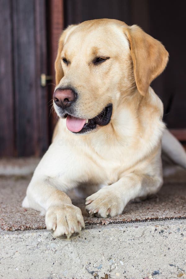 Labrador Dog Lying Down in Front of the House Stock Image - Image of ...