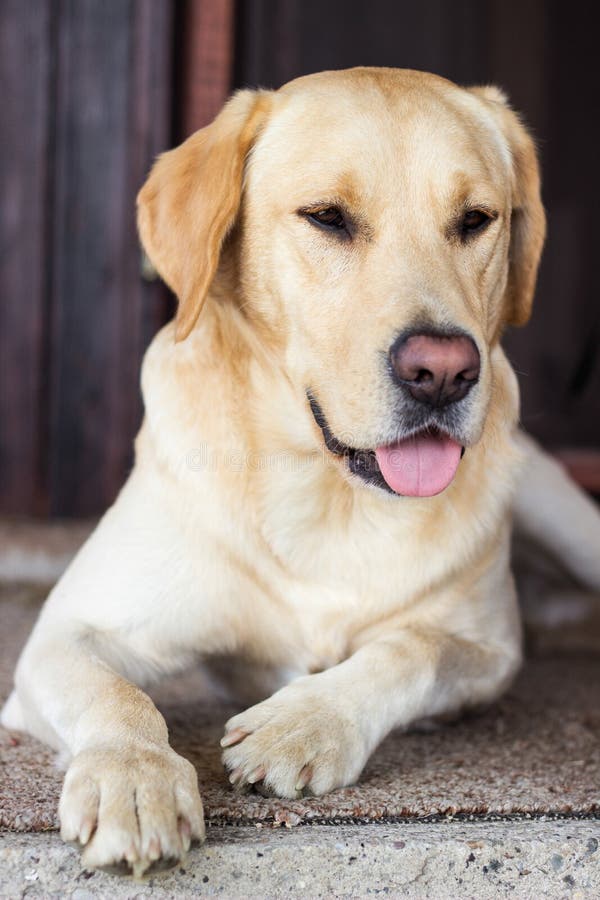 Labrador Dog Lying Down in Front of the House Stock Image - Image of ...