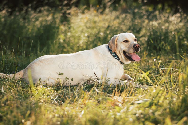 Labrador dog in nature stock photo. Image of beautiful - 254358448