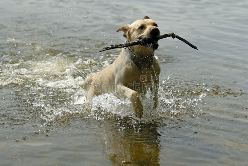 Labrador dog playing stock photo. Image of animal, sand - 11469974
