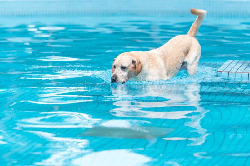 Labrador Dog Playing in the Pool Stock Image - Image of cute, paradise ...