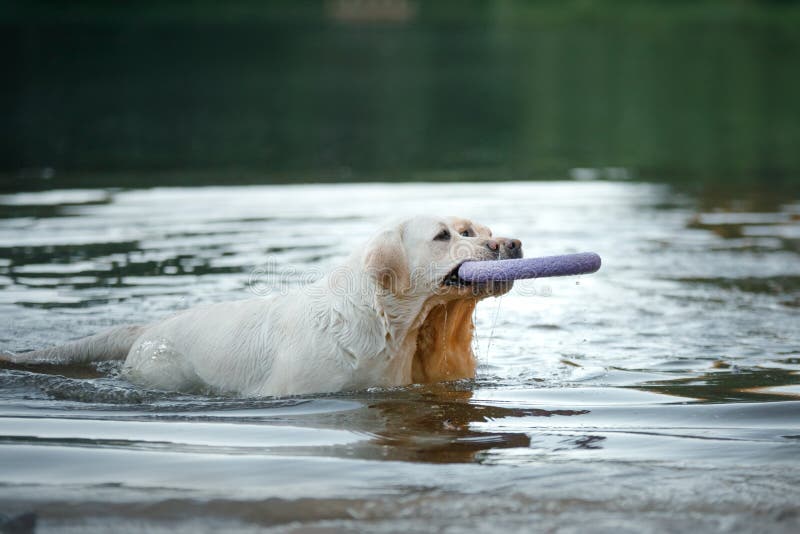 Labrador Dog Plays in the Water Stock Image - Image of happy, beautiful ...