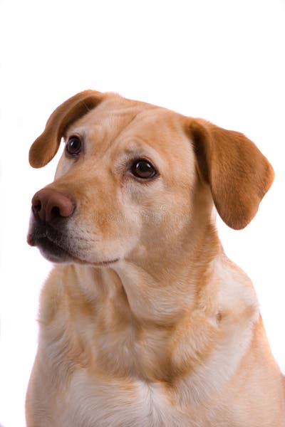 139 Yellow Lab Head Shot Stock Photos - Free & Royalty-Free Stock ...