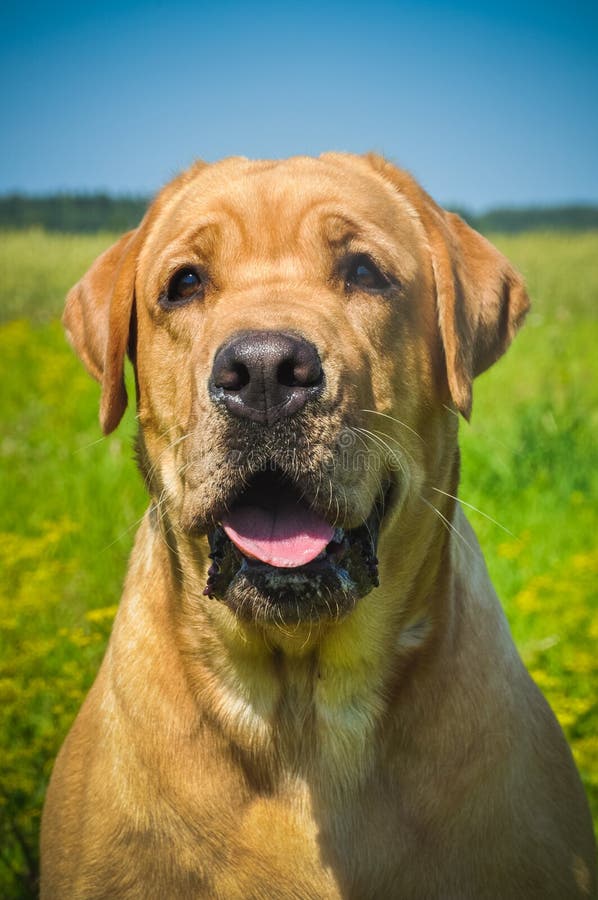 Labrador Dog Portrait on the Grass in the Field Stock Photo - Image of ...