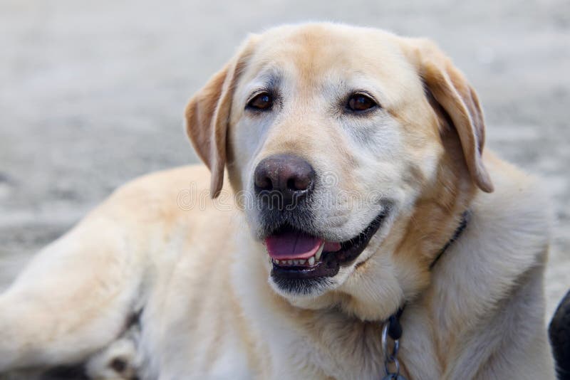 Labrador Dog Resting on the Sand Stock Photo - Image of terrier, nose ...
