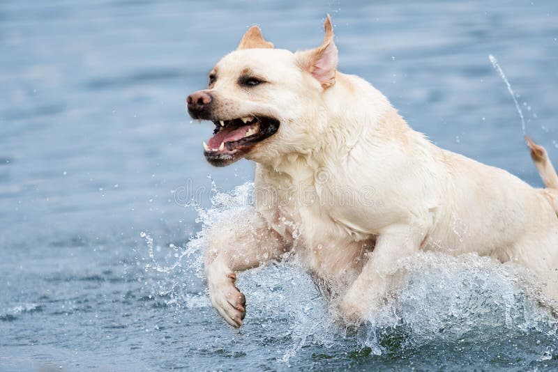 Labrador dog running stock image. Image of swim, jump - 115363841 Labrador dog running stock image. Image of swim, jump - 115363841