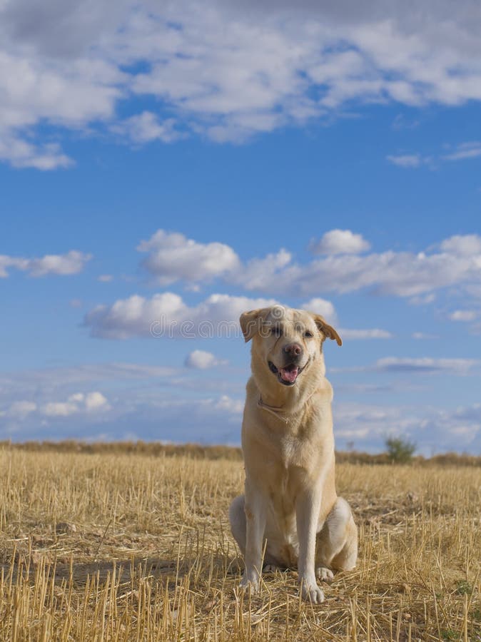 Labrador Dog in a Rural Landscape. Stock Photo - Image of retriever ...