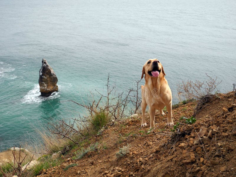 Labrador dog at the sea stock photo. Image of fidelity - 38951924