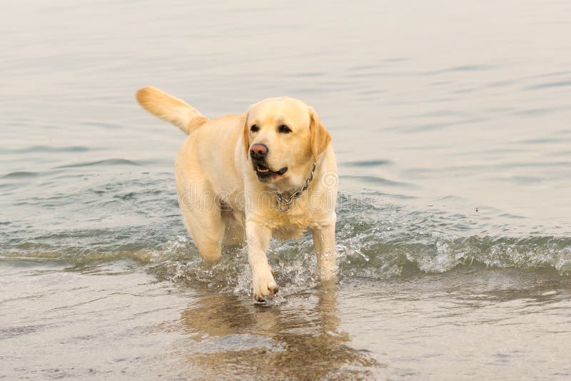 Labrador Dog at the Sea Portrait. Stock Photo - Image of pedigree ...