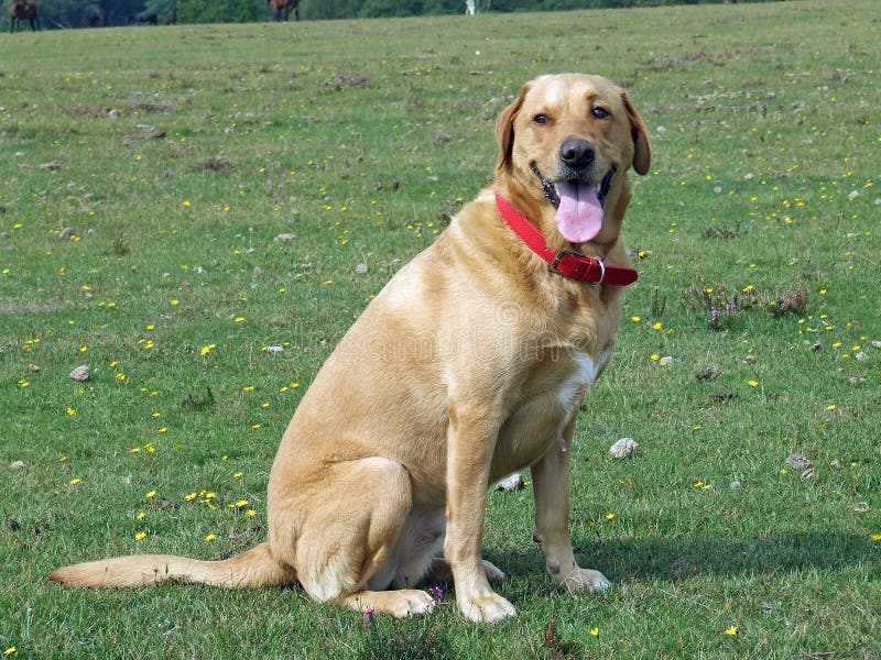 Labrador Dog Sitting Awaiting a Command Stock Image - Image of ...