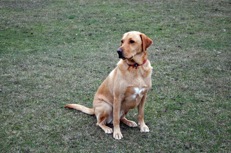 Labrador Dog Sitting Awaiting a Command Stock Image - Image of ...